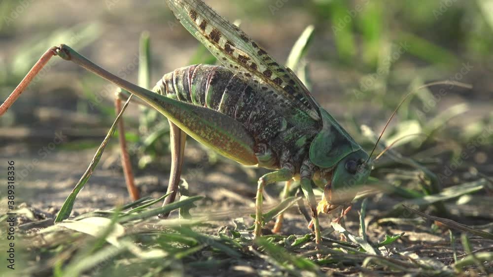 Vídeo do Stock: Grey Bush crickets, Phylum Arthropoda, use their ...