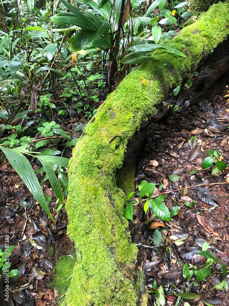 Mossy forest on the tree at Mount Siku in Malaysia during hiking ...