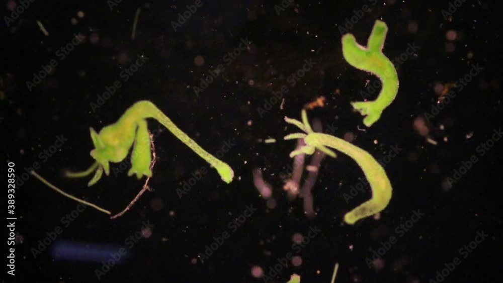 Hydra is a genus of small, fresh-water animals of the phylum Cnidaria ...