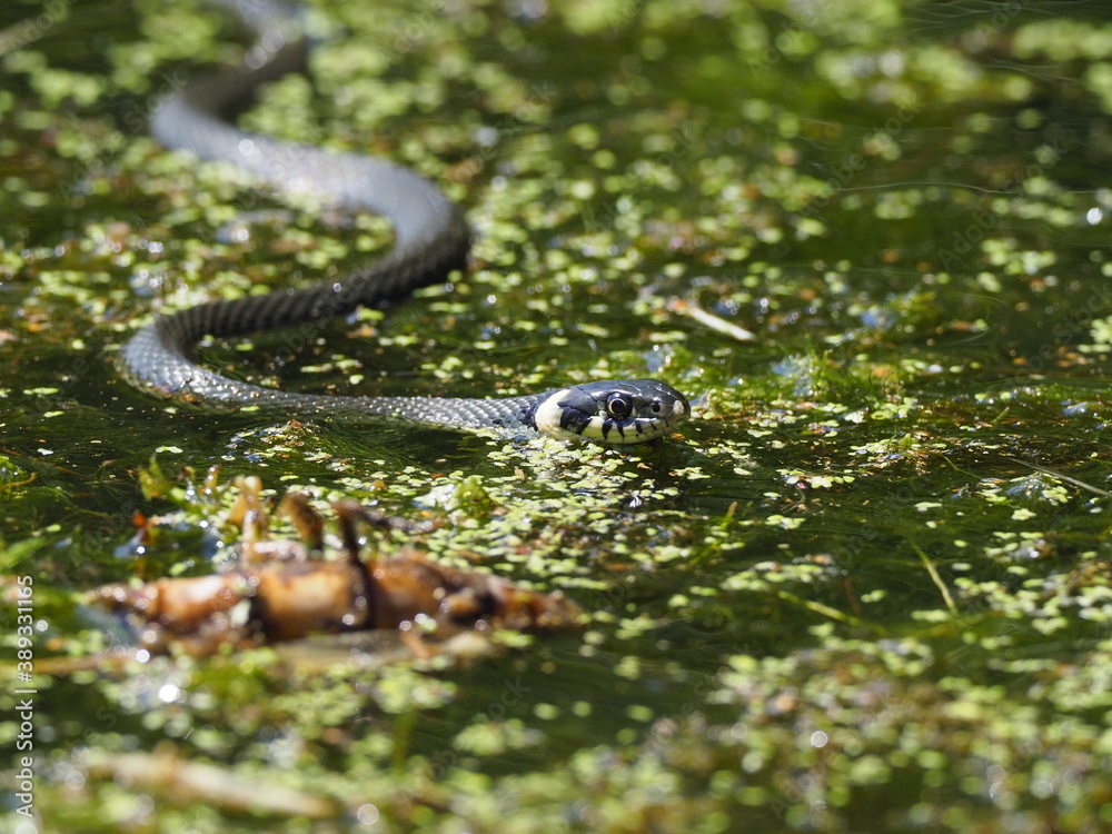 Ringelnatter, Natrix natrix Stock Photo | Adobe Stock