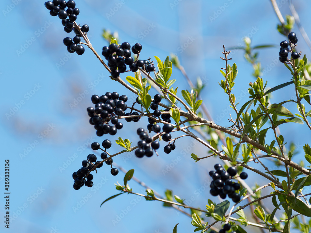 Privet bush (Ligustrum vulgare) under blue sky with half bare branches ...