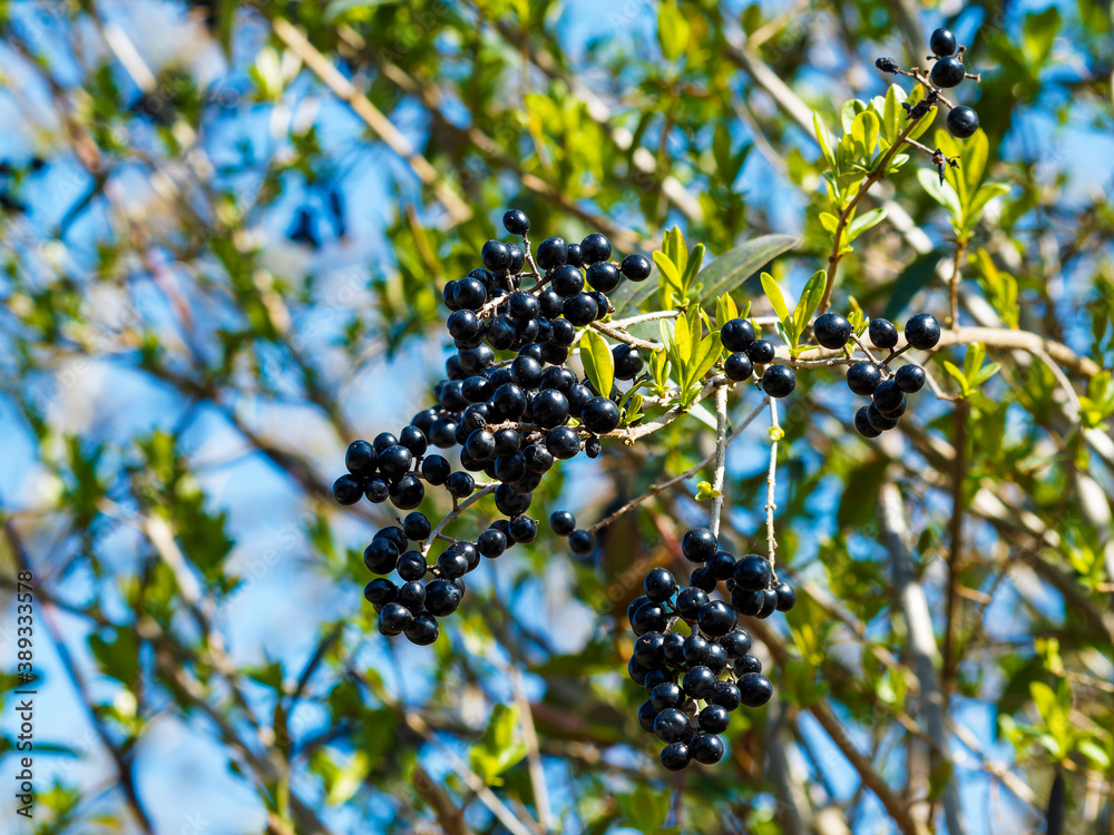 (Ligustrum vulgare) Wild privet shrub with clusters of ripe glossy ...