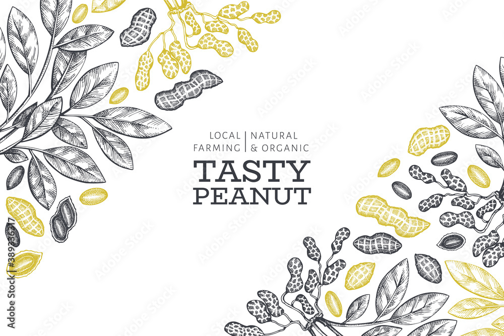 Hand drawn peanut branch and kernels design template. Organic food ...
