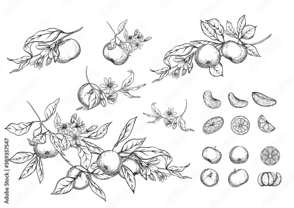 Mandarin, tangerine tree branch with fruits, flowers and leaves ...