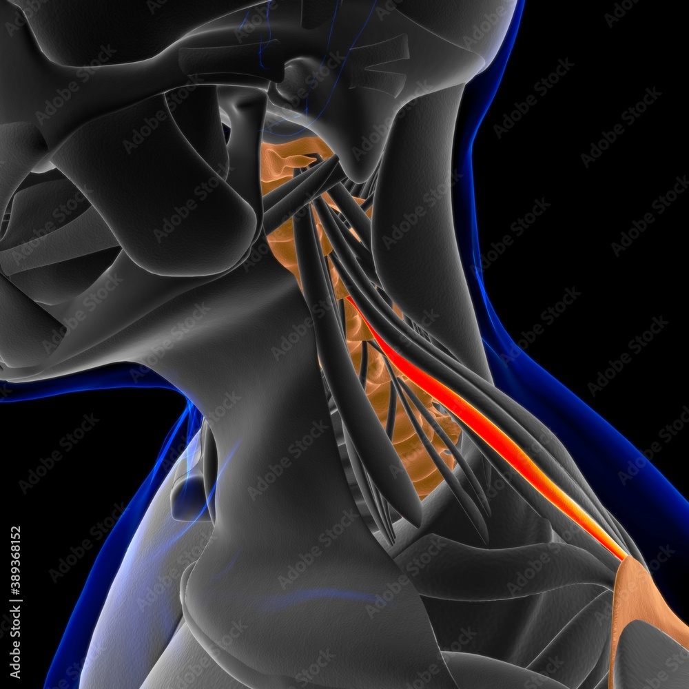 Levator Scapulae Muscle Anatomy For Medical Concept 3D Stock ...
