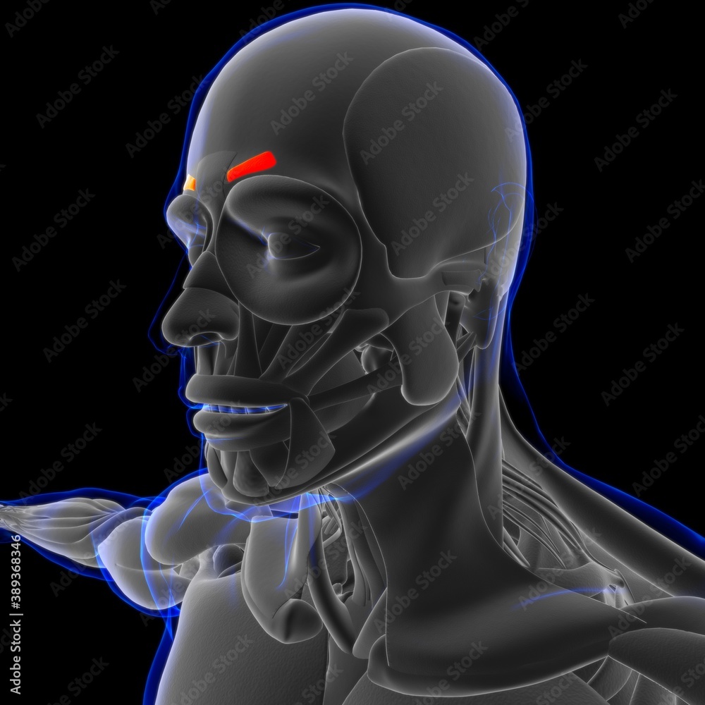 Corrugator Supercilii Muscle Anatomy For Medical Concept 3D Stock ...