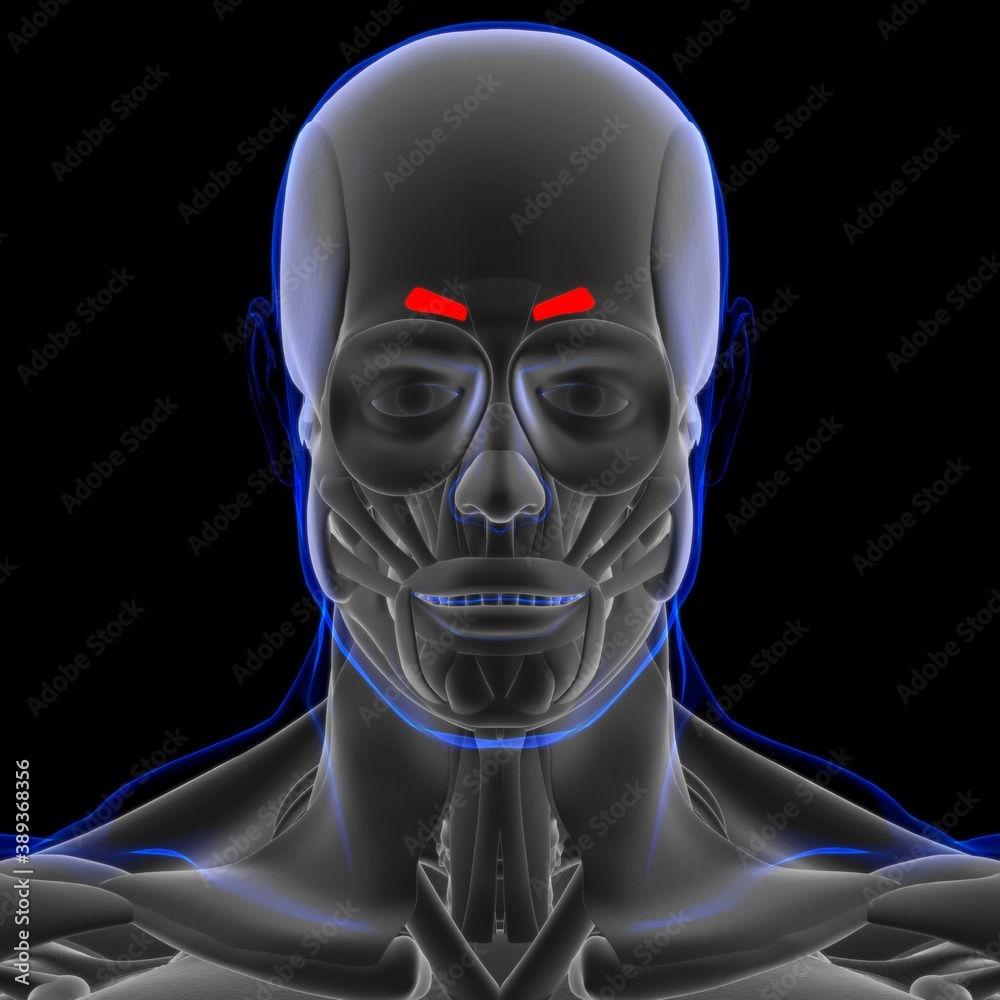 Corrugator Supercilii Muscle Anatomy For Medical Concept 3D Stock ...