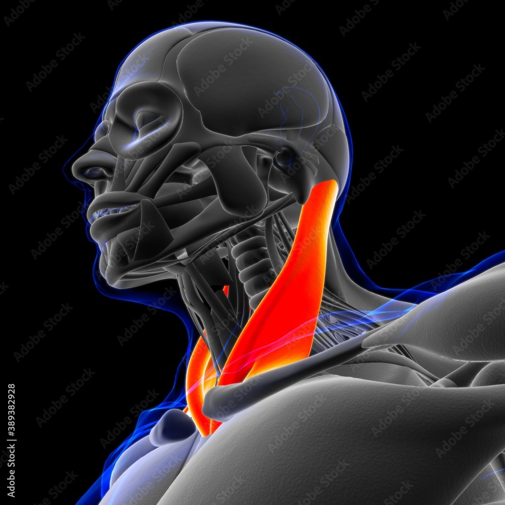 Sternocleidomastoid Muscle Anatomy For Medical Concept 3D Stock ...
