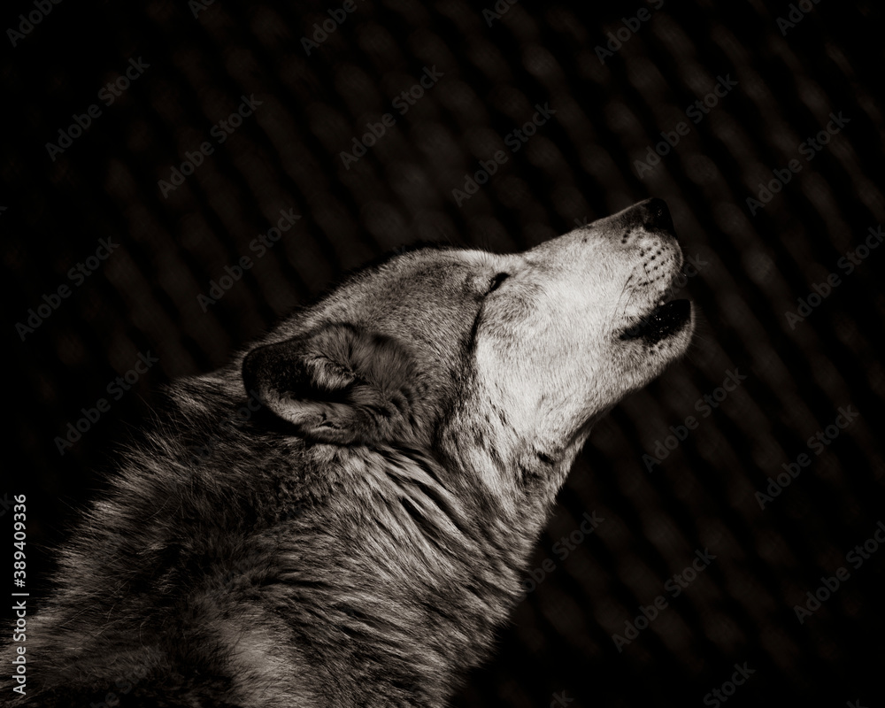 Wolf Howl Stock Photo | Adobe Stock