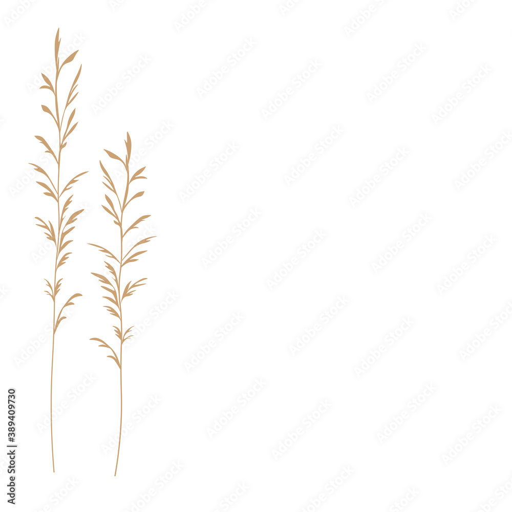 Pampas grass vector stock illustration . Cream branch of dry grass ...
