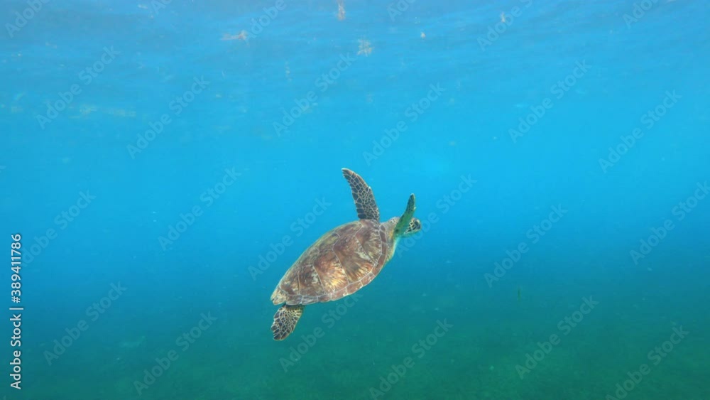turtle swimming in the sea slow motion anse dufour Martinique chelonia ...