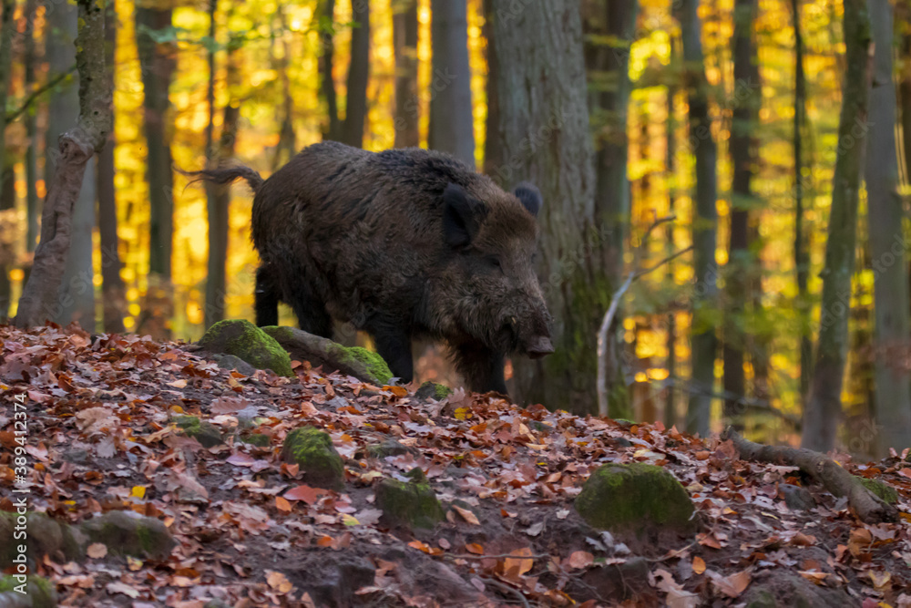 Foraging of the wild boars in the forest in their natural environmental ...