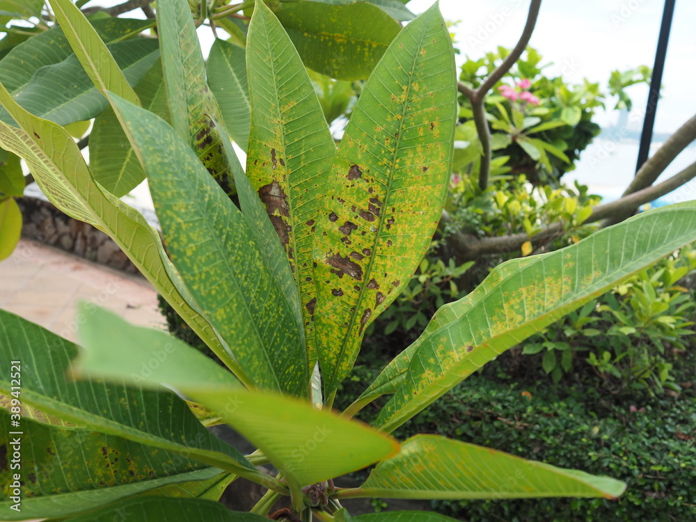Frangipani or Plumeria leaves are infected with Coleosporium plumeriae ...