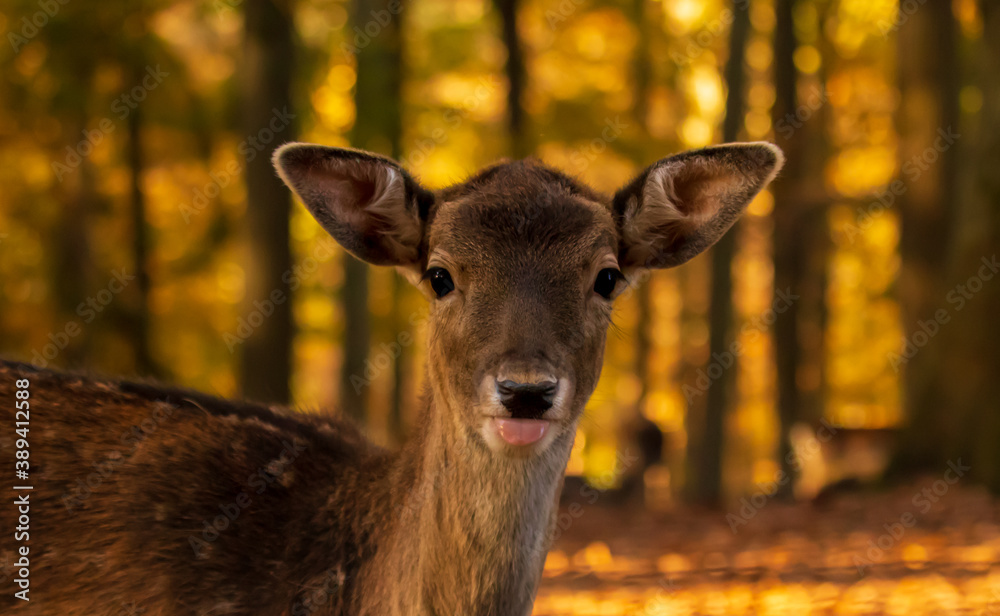 Reh, süß, putzig, nahaufnahme, deer, tier, wild lebende tiere ...