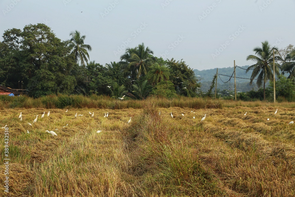 Rice field and herons. The Village Of Mandrem. State Of Goa. India ...