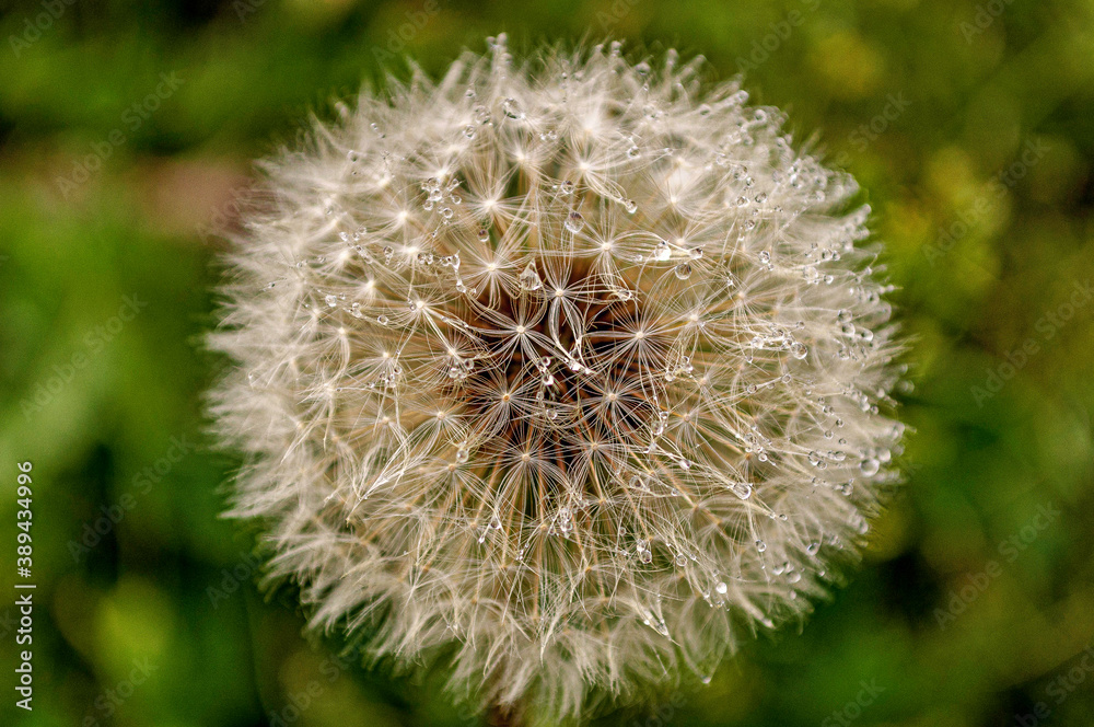Pusteblume Stock Photo | Adobe Stock