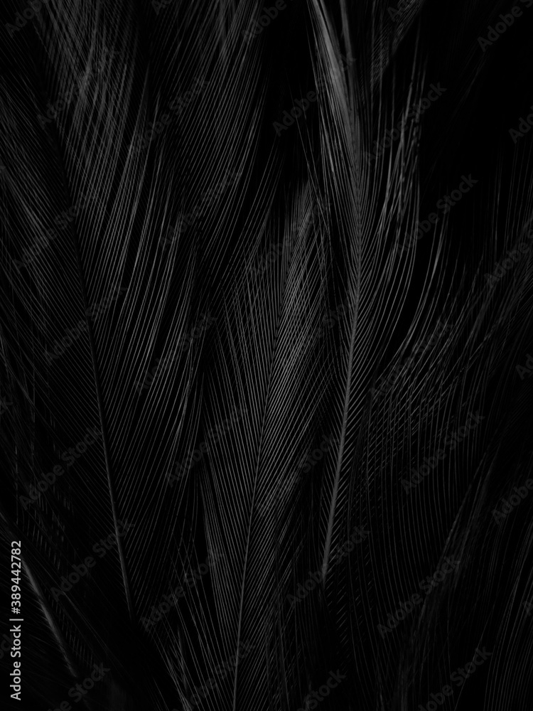 Beautiful abstract black feathers on dark background, gray feather ...