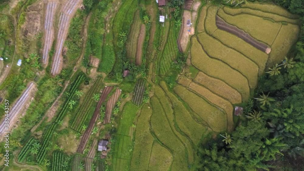 Rice terraces in Bali. Agriculture example in Southeast Asia. Top view ...