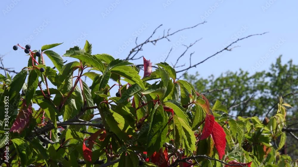 Fall foliage of Virginia creeper also called Parthenocissus ...