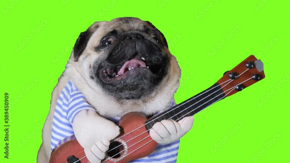 Cute pug dog looking at camera on green screen wearing in costume with ...