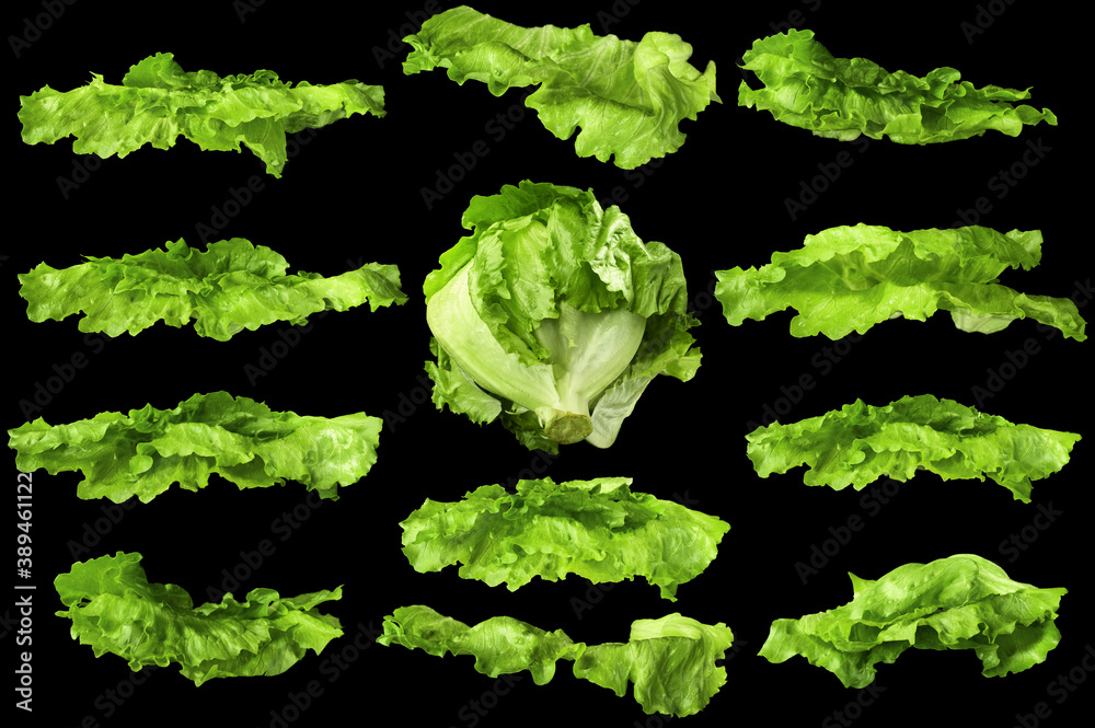 Lettuce iceberg head and leaf set different shapes is isolated. Stock ...
