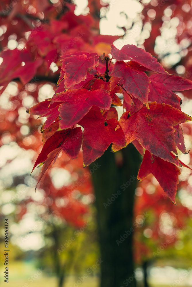 Sweet gum tree in gorgeous red fall foliage Stock Photo | Adobe Stock