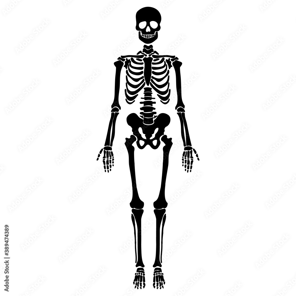 Human skeleton. Full length cartoon skeleton. Vector template ...