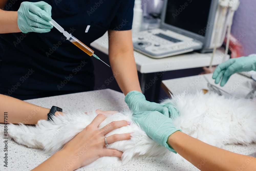 In a modern veterinary clinic, a thoroughbred cat is examined and ...