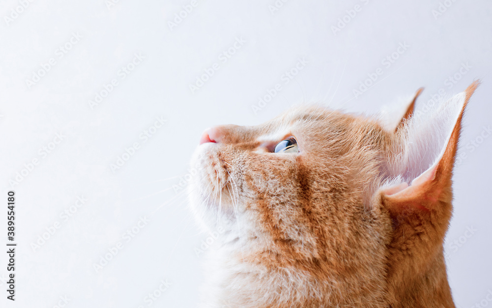 ginger cat looks up on a light background. side view Stock Photo ...