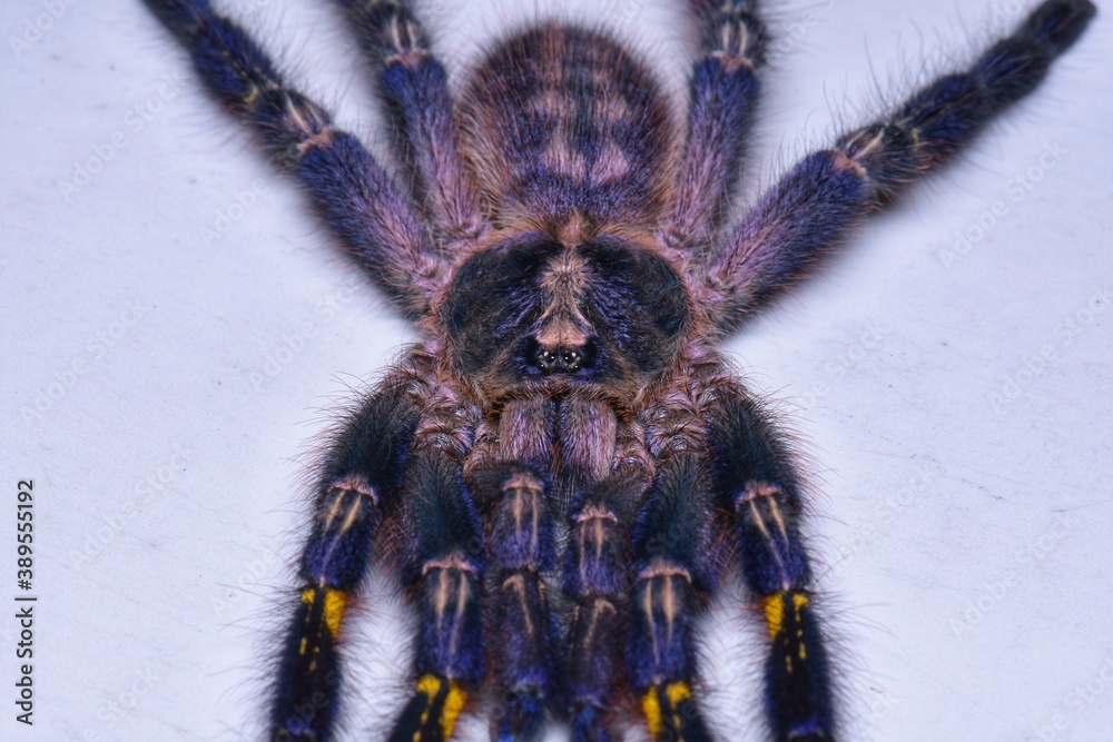 It is one of the most beautiful and outstanding species in the world of ...