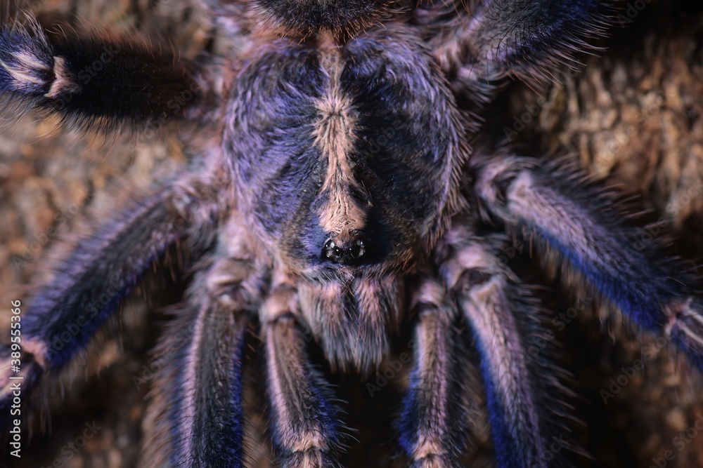 It is one of the most beautiful and outstanding species in the world of ...