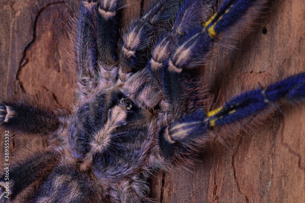 It is one of the most beautiful and outstanding species in the world of ...