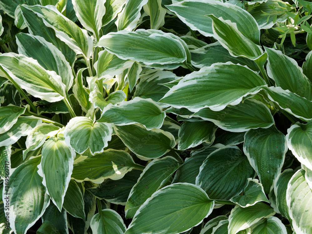 Hosta undulata ‘Albomarginata’. Plantain lily or hosta cultivated for ...