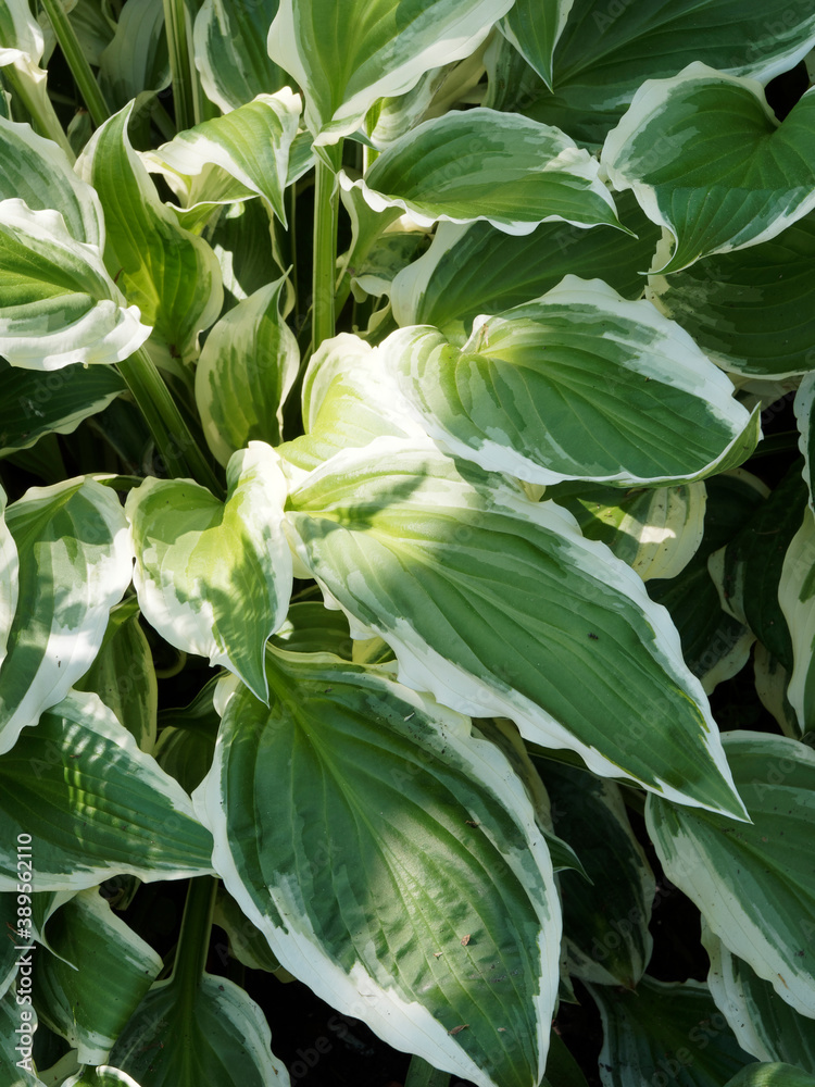 Hosta undulata | plantain lily flower, foliage plant with round cupped ...