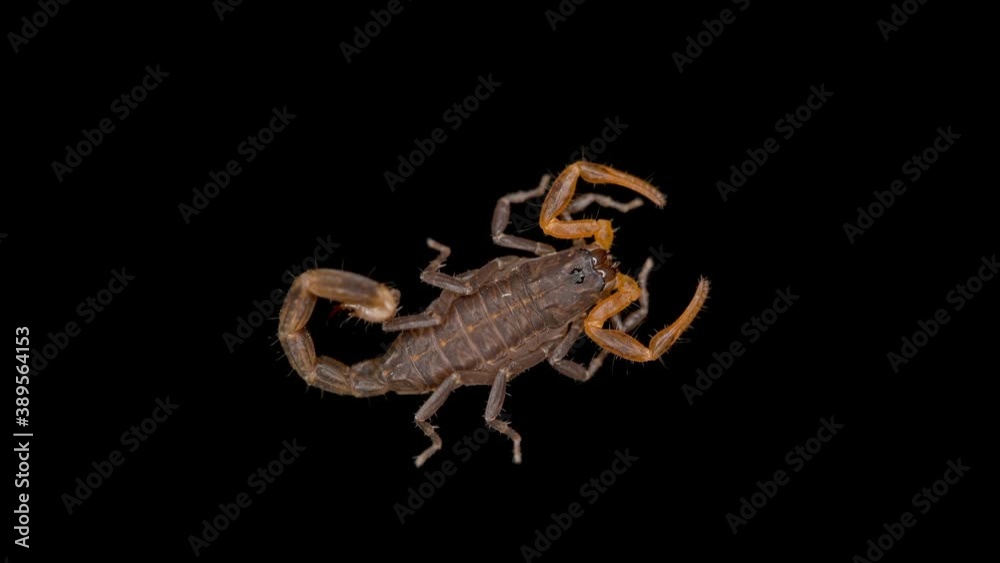 Vidéo Stock Parthenogenetic scorpion Lychas tricarinatus, family ...
