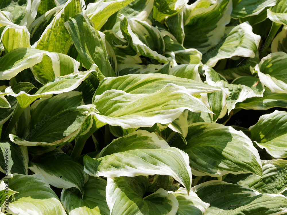 Foto de Hosta undulata | plantain lily flower, luxurious foliage plant ...