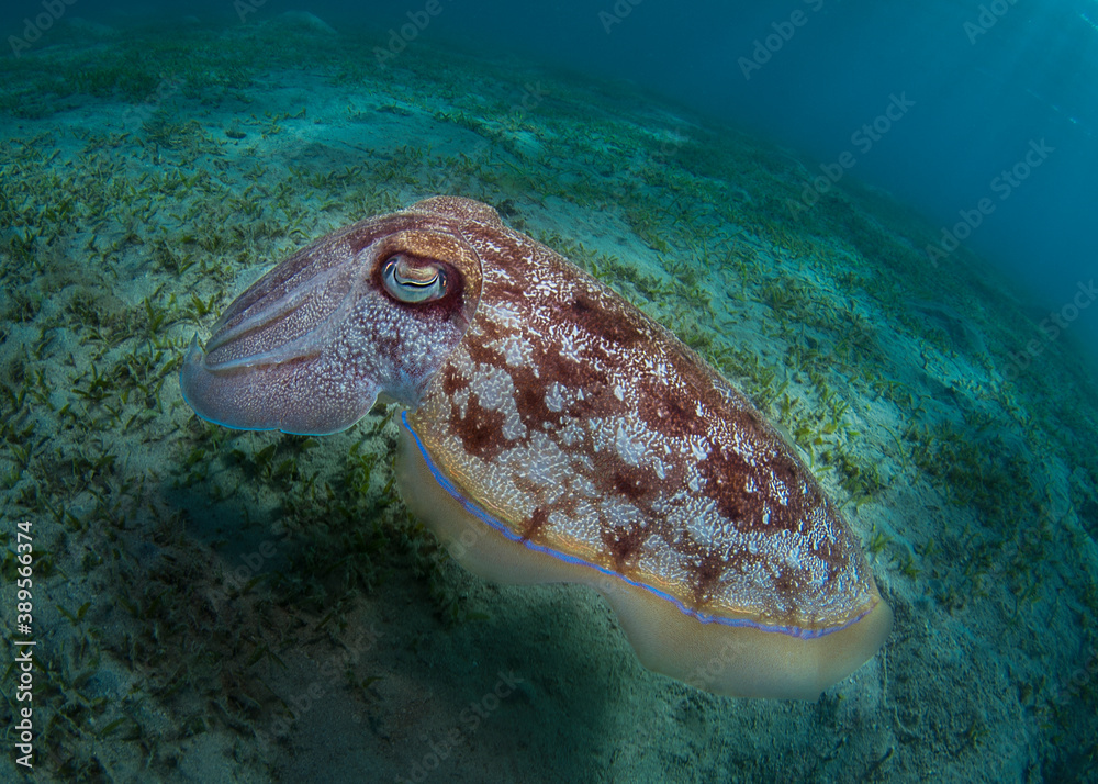 Sephia Pharaonis in Red sea Stock Photo | Adobe Stock