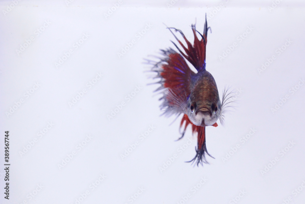 red crowntail betta fish. The red betta fish on the body with other ...