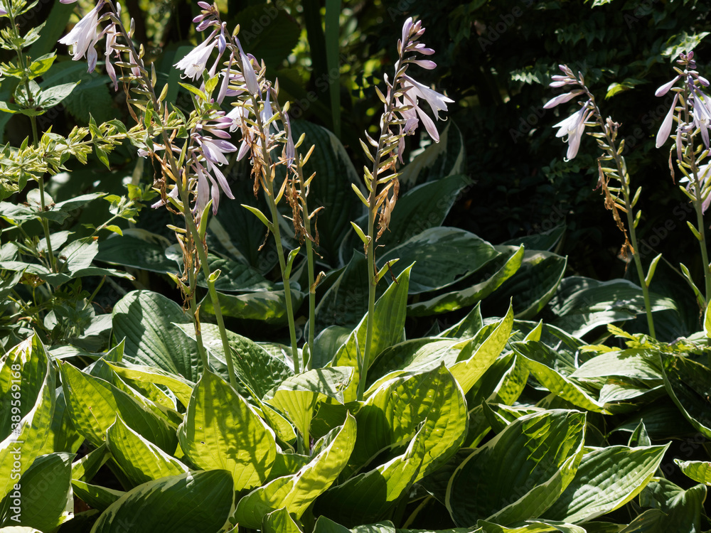 Hosta undulata ‘Albomarginata’ or plantain lily flower. Green, puckered ...