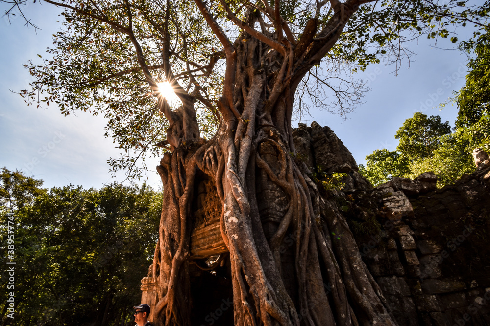 giant Banyan tree roots over Ta Phrom temple, Angkor, archaeological ...