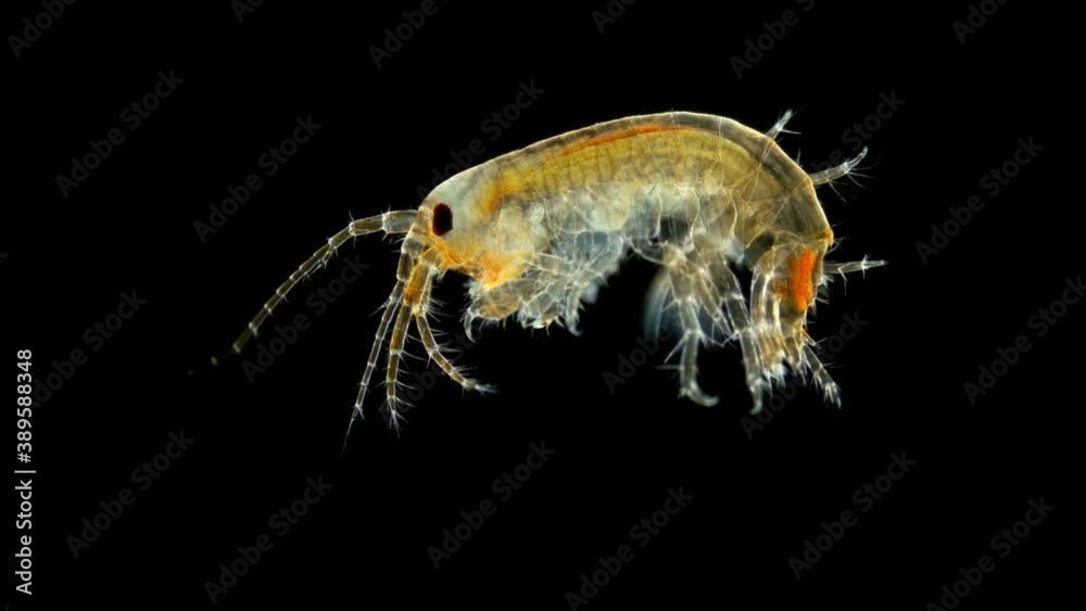 Amphipoda Eulimnogammarus sp. under the microscope. Malacostraca Class ...