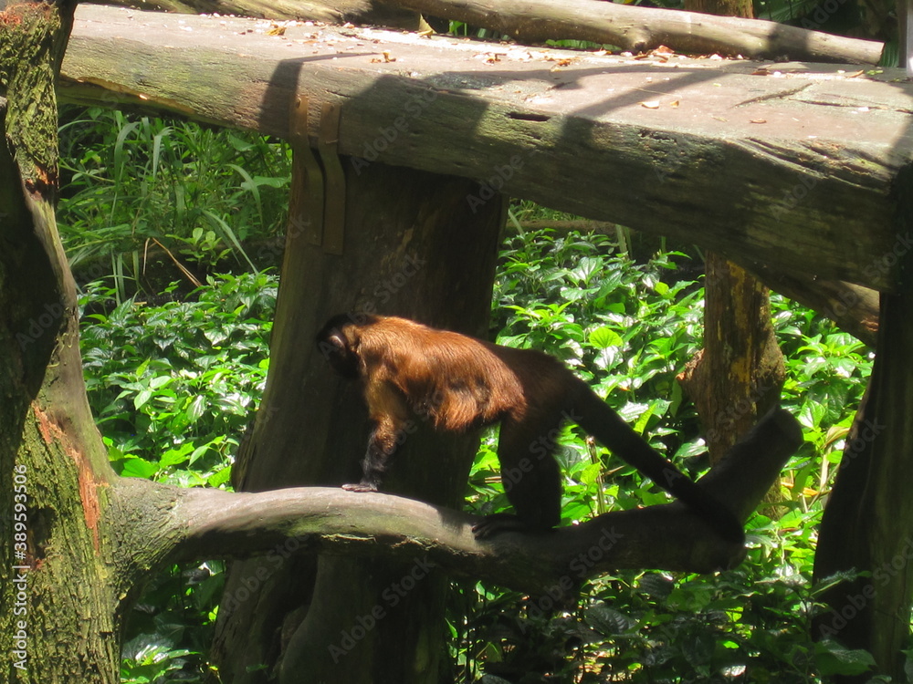 The amazing wildlife and nature in the large and famous Singapore Zoo ...