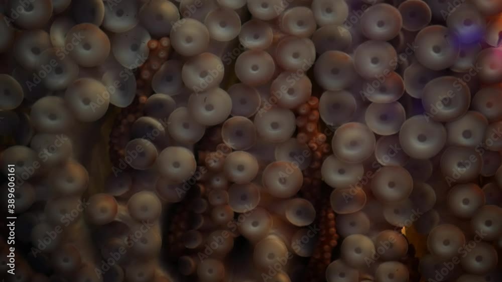 Weird octopus with suckers on arms. Giant squid tentacles macro close ...