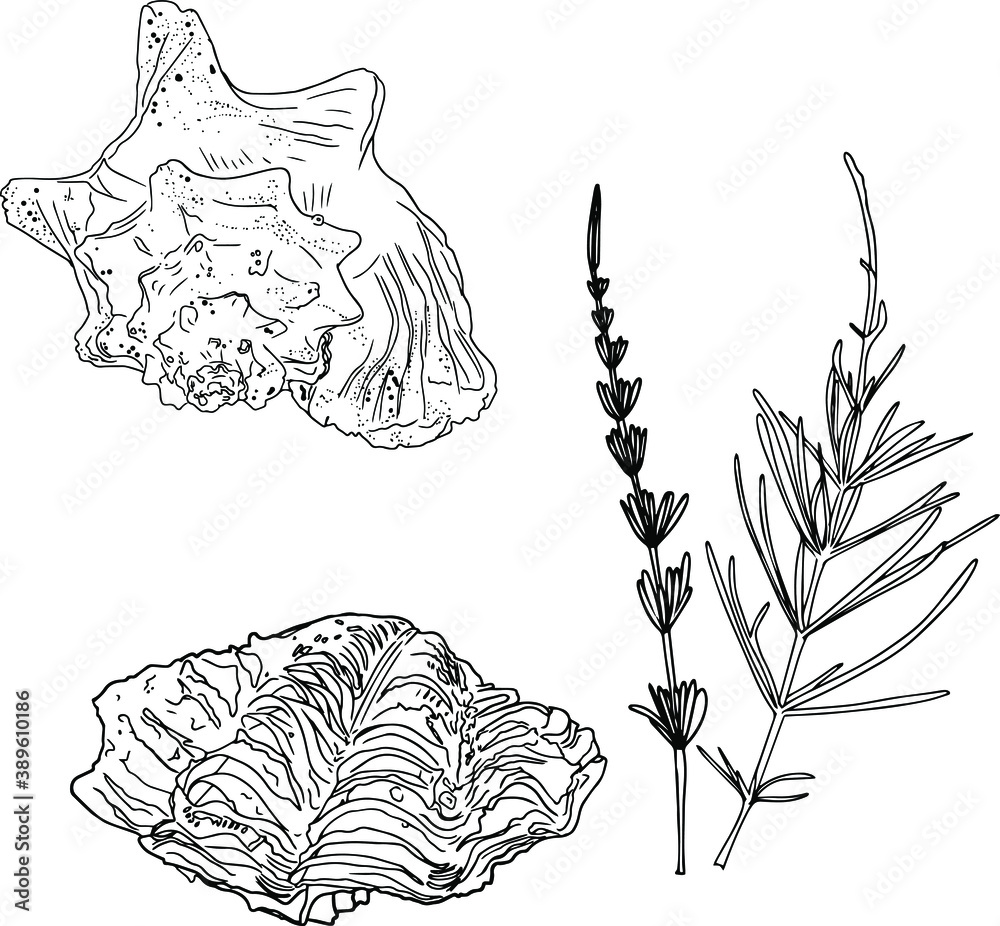 Vector Illustration of a freehand seashell, anthozoa line isolated on a ...