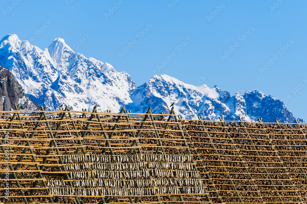 Giant empty wooden racks for hanging and drying cod to make stockfish ...