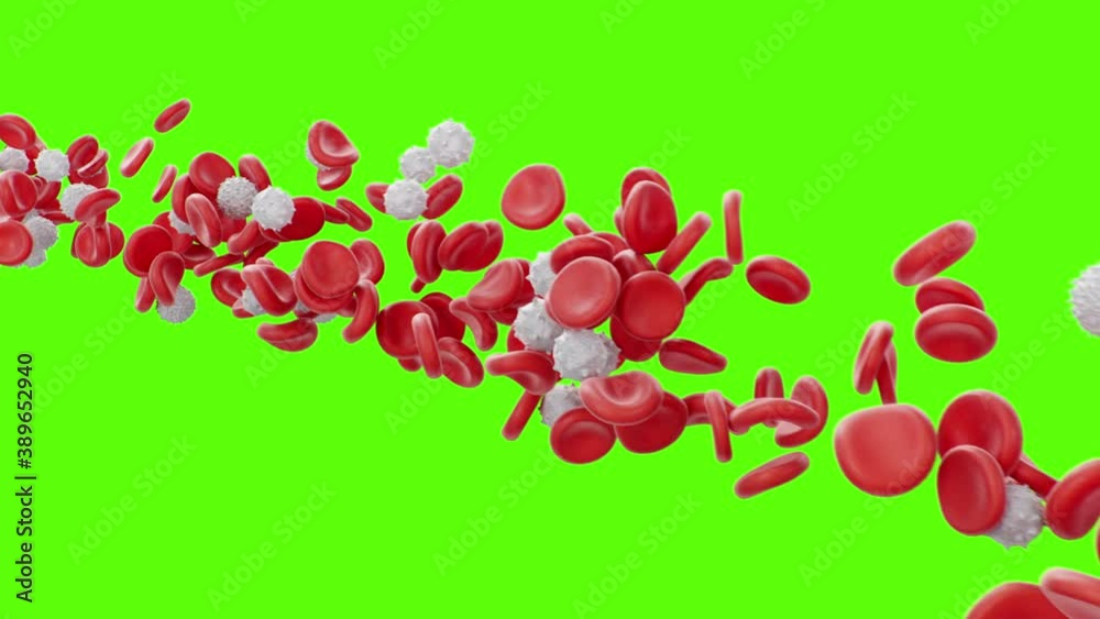 Red blood cells and leukocytes flow on a green screen. The flow of ...