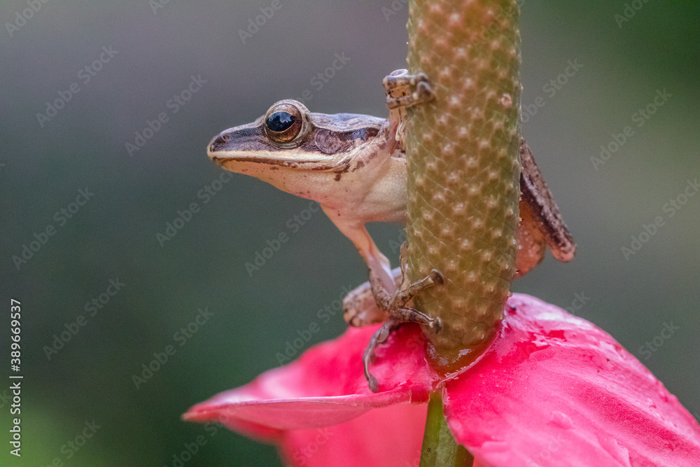 common tree frog, four-lined tree frog, golden tree frog or striped ...