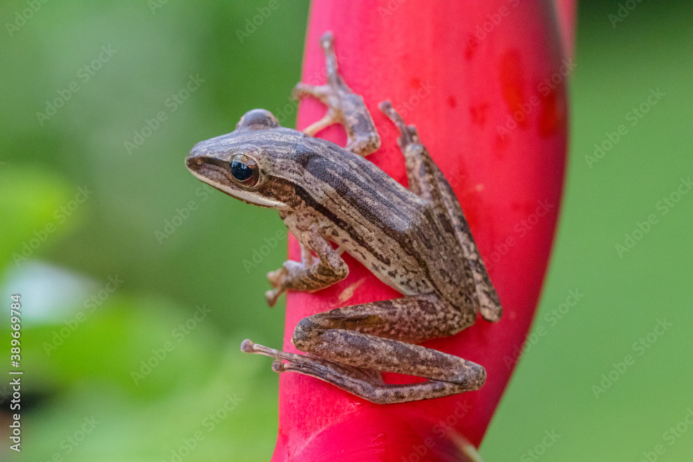 common tree frog, four-lined tree frog, golden tree frog or striped ...