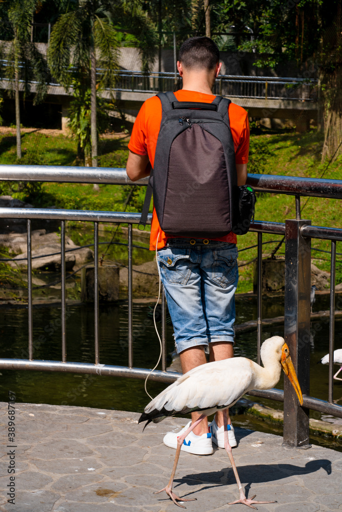 Foto de A milky stork heron walks under the feet of a tourist begging ...