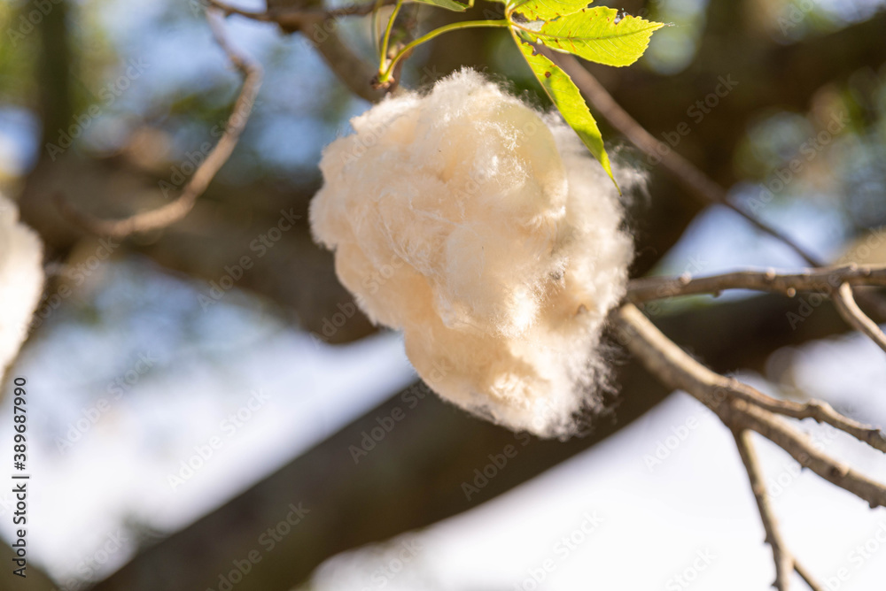 Fruits of paineira tree (Ceiba speciosa) with release of silk paina and ...